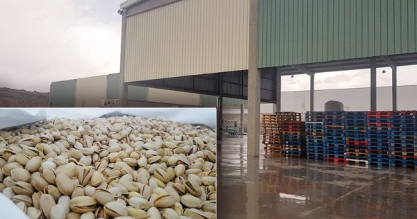 Domo Pistachio, una nueva agrupación para la comercialización del pistacho